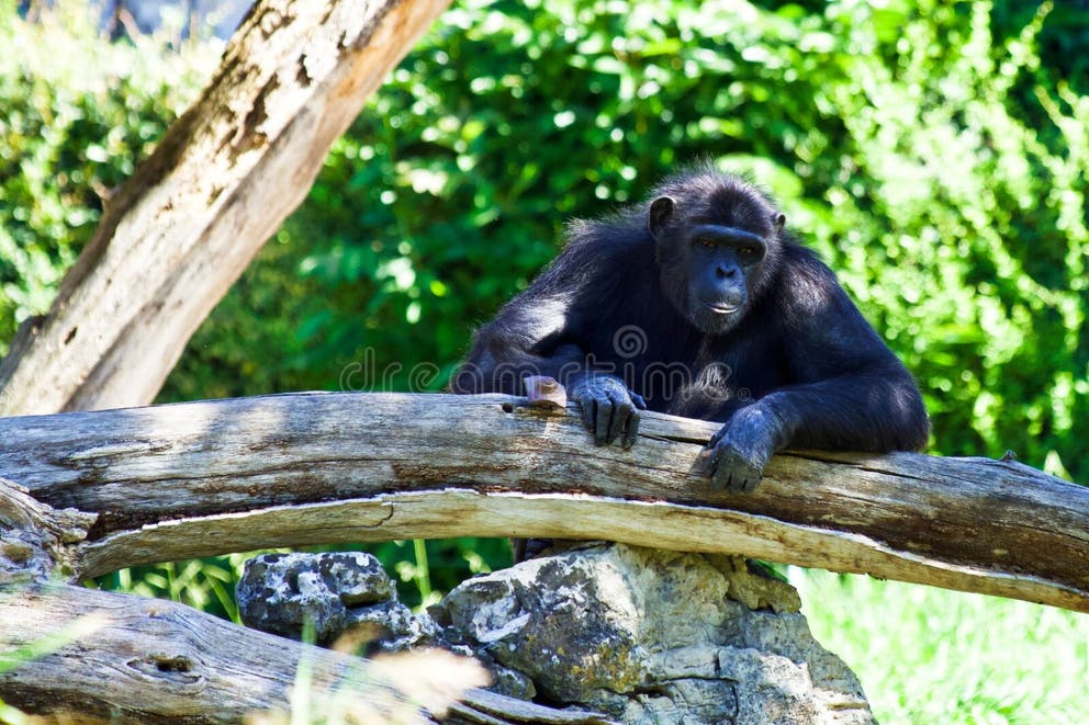 Black Chimpanzee Monkey Rests Its Arm on a Fallen Tree Trunk while ...