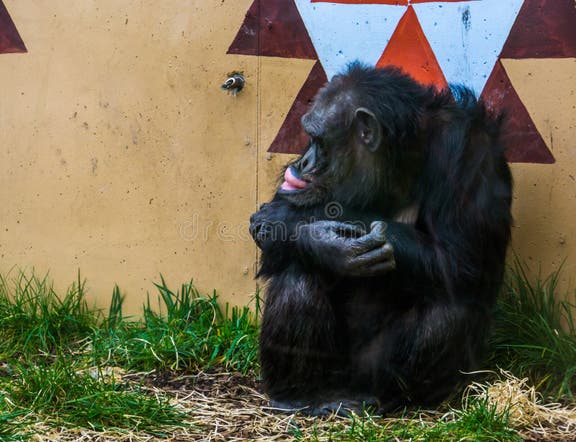 Black Chimpanzee with Thick Lips Sitting and Looking a Bit Bored or ...