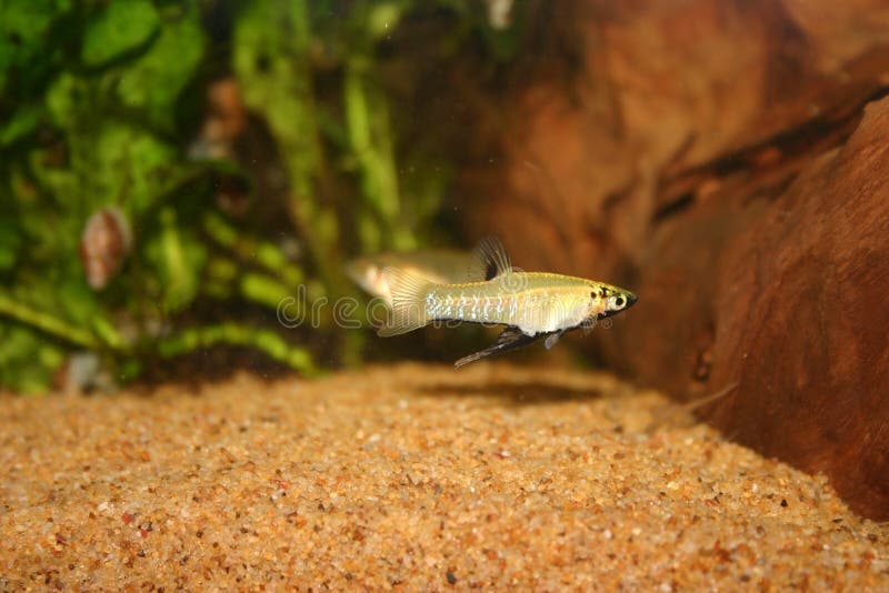 Black chin livebearer stock image. Image of female, black - 45779939