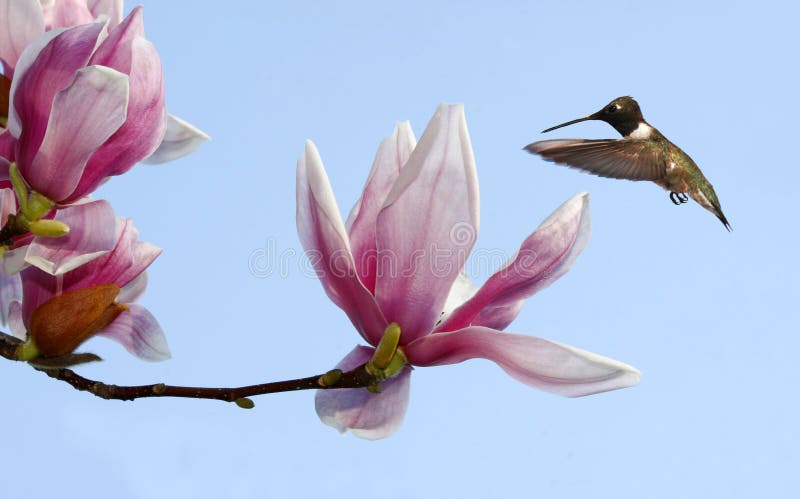 Black-chinned Hummingbird and Tulip Tree Stock Photo - Image of pink ...