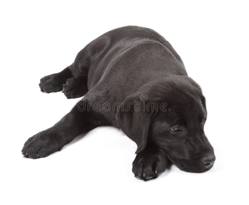 Black-Chocolate Labrador Retriever Puppy Stock Photo - Image of hunter ...