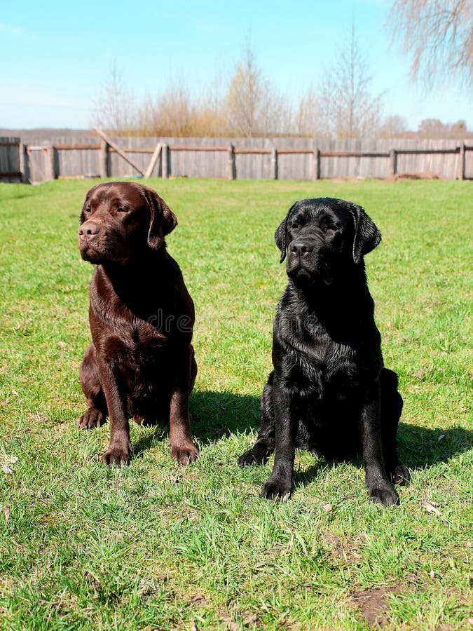Black and Chocolate Labrador Retriever Stock Image - Image of ...