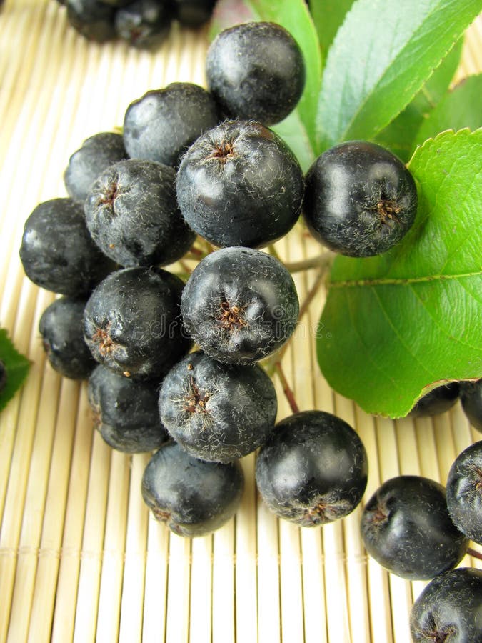 Black chokeberries stock photo. Image of berry, wild - 22143154