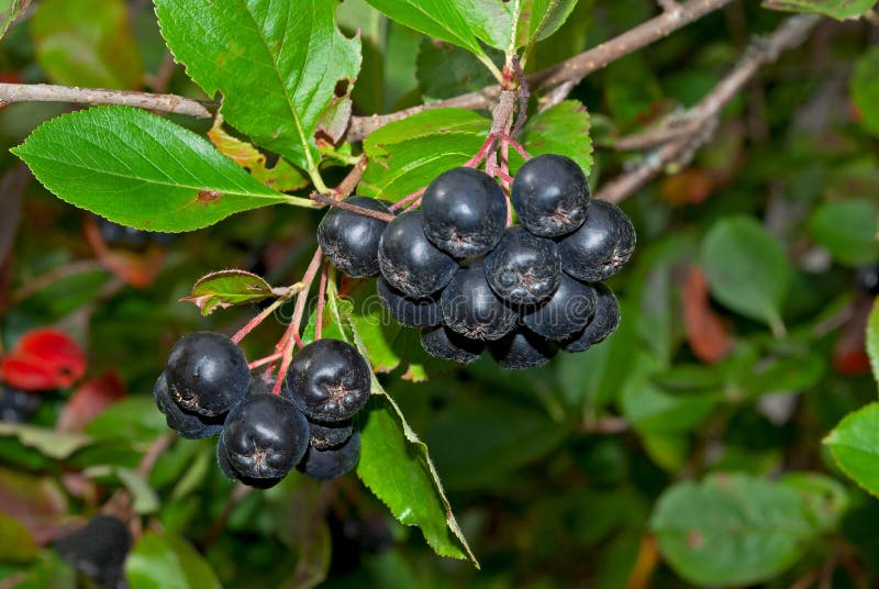 Black chokeberries. stock photo. Image of plant, healthy - 35974410