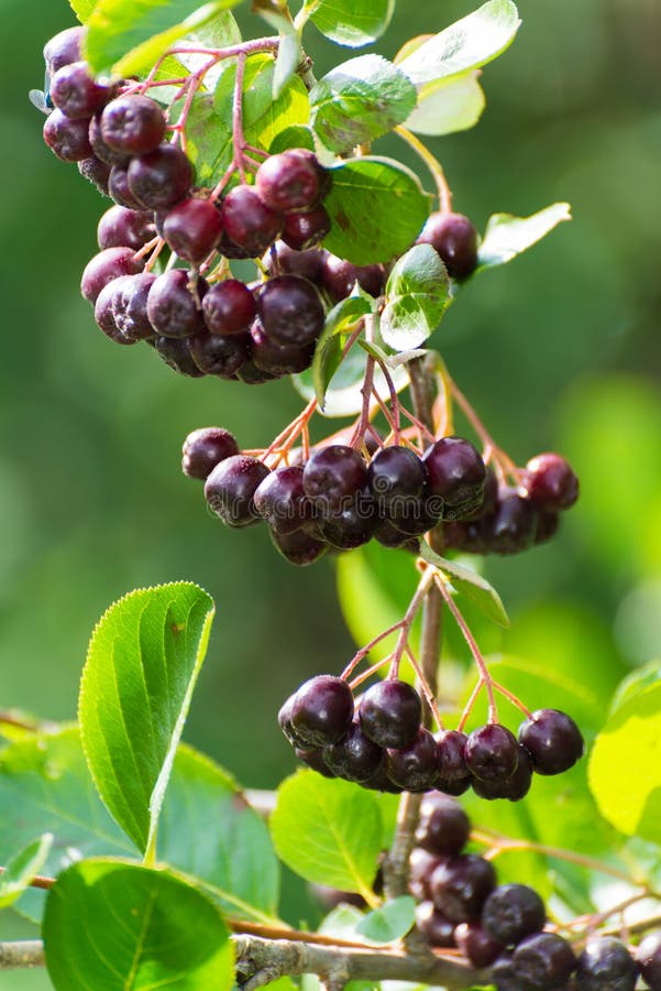 Black chokeberry stock image. Image of garden, rowan - 37695677