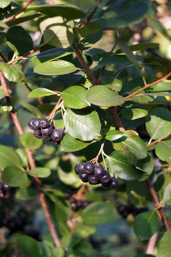 Black chokeberry on bush stock image. Image of aronia - 35946981