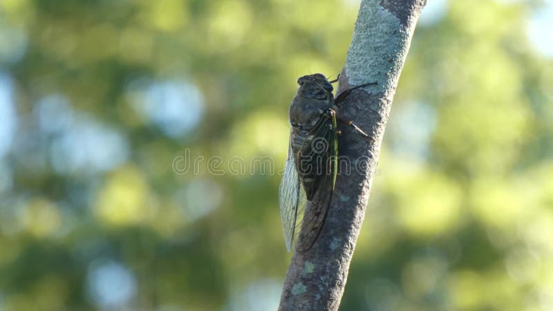 Black cicada wriggling its stock video. Video of bright - 327336439