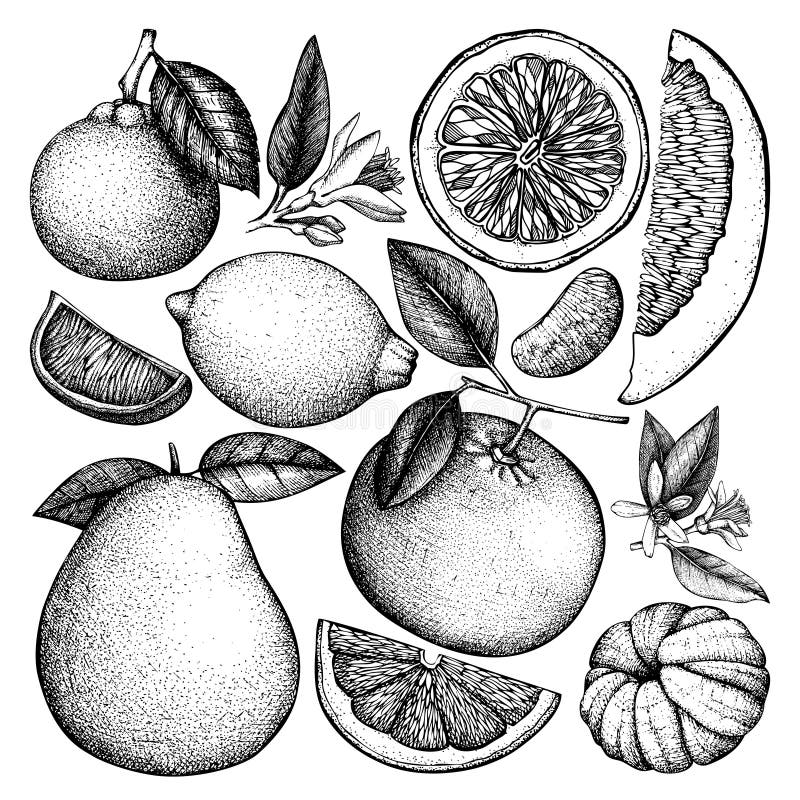 Citrus Drawings Stock Illustrations – 400 Citrus Drawings Stock ...