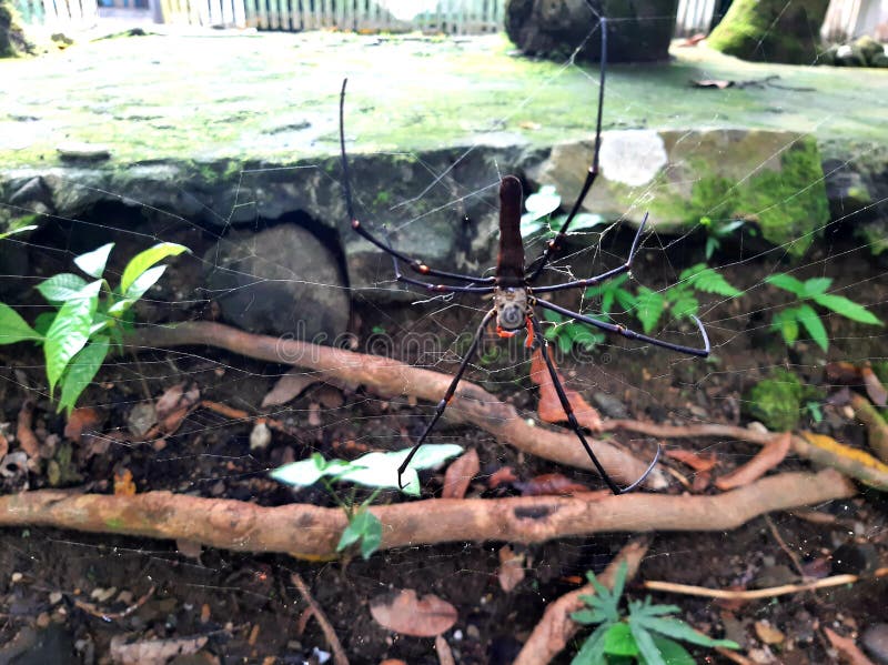 1,426 Black Ground Spider Stock Photos - Free & Royalty-Free Stock ...