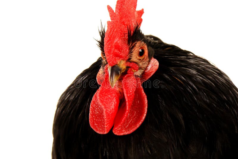Angry Rooster stock photo. Image of animal, fowl, angry - 31144282