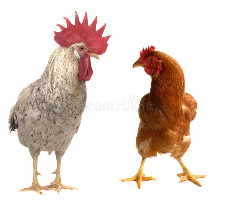 Crested Black Dutch Rooster Stock Image - Image of domesticated ...