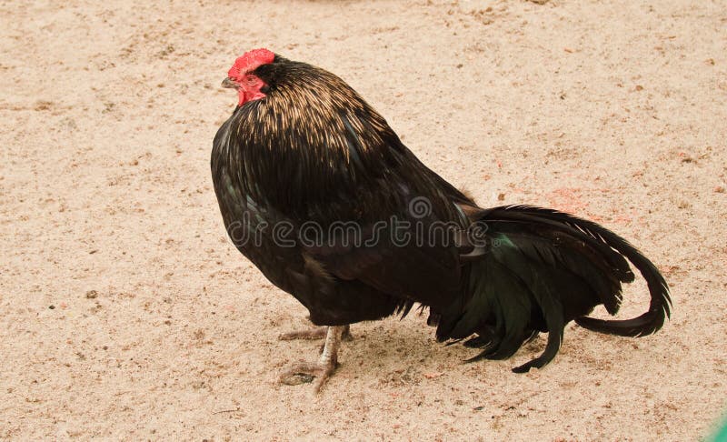 Black in the aviary stock image. Image of color, domestic - 74290235