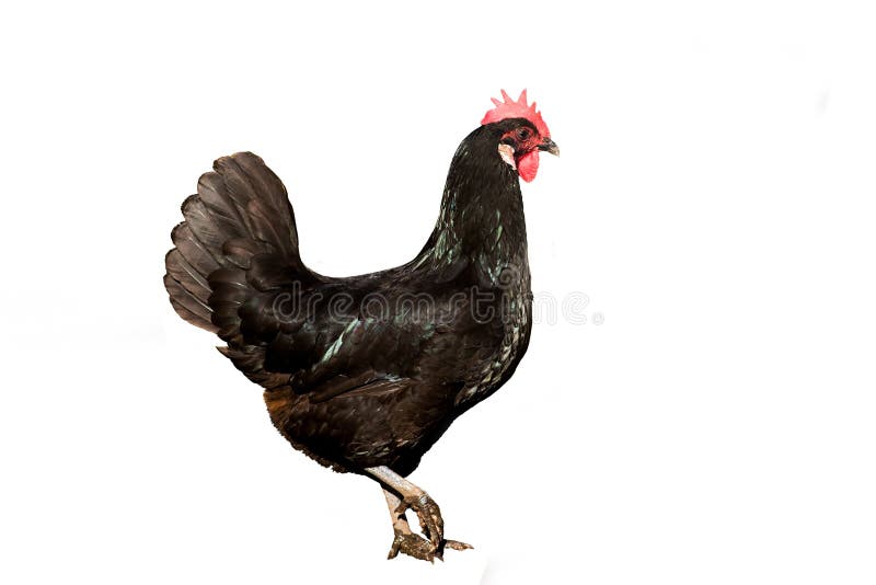 Black Cock Chicken Isolated On White Background Stock Image Image Of Agriculture Natural