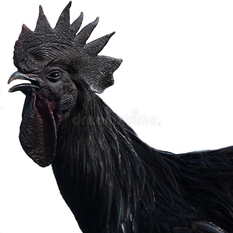 Scary Looking Chicken
