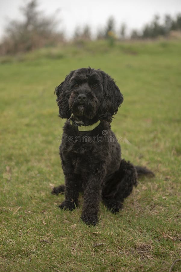 Black cockapoo puppy stock photo. Image of mammal, cute - 142151900
