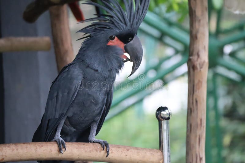 Finch Casually Perched Stock Photos - Free & Royalty-Free Stock Photos ...