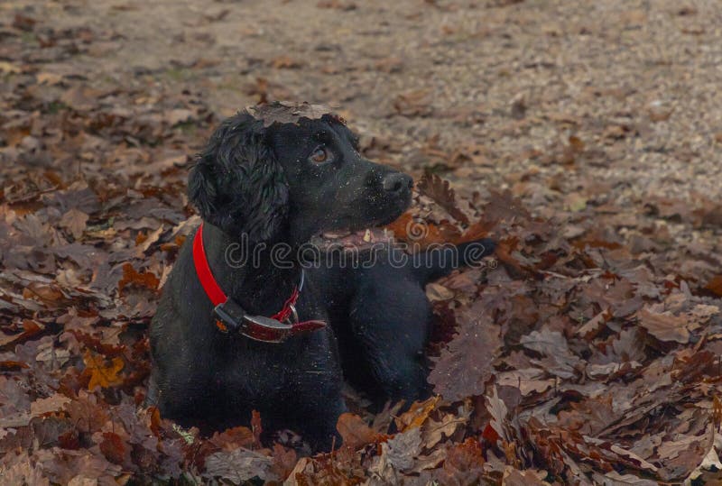 A Black Cocker Saniel Playing in Leaves Stock Photo - Image of wild ...