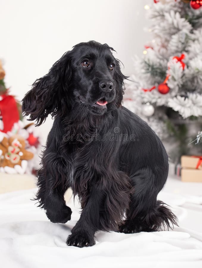 Black Cocker Spaniel at Christmas with Artificial Intelligence Stock ...