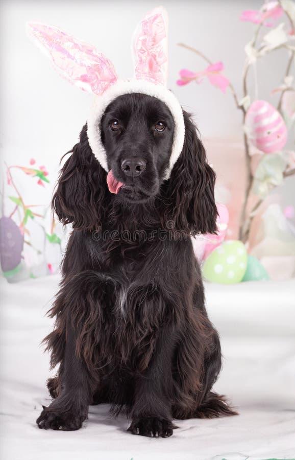 Black Cocker Spaniel Easter with Artificial Intelligence Stock Photo ...