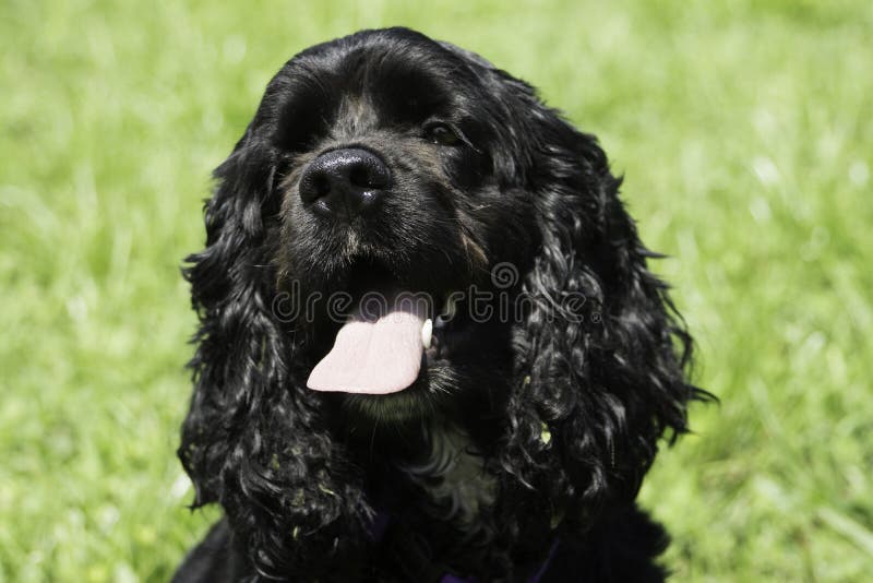 Black Cocker Spaniel stock image. Image of cocker, face - 42908827