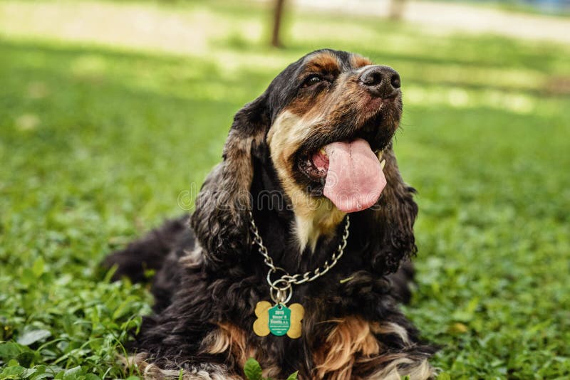 Black Cocker Spaniel stock photo. Image of nose, view - 61780018