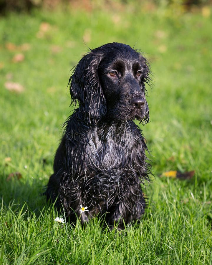 Black Cocker Spaniel stock image. Image of people, friend - 51254079