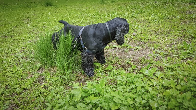 Black Cocker Spaniel . stock photo. Image of small, blurred - 115914638