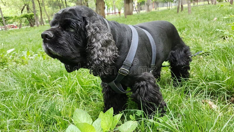 Black Cocker Spaniel . stock photo. Image of walks, little - 115914660