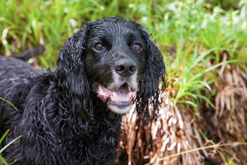Black Cocker Spaniel stock image. Image of snout, animals - 48737483