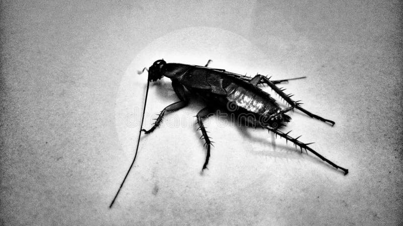 Black Cockroach, Lat. Blatta Orientalis, Isolated on White Background ...