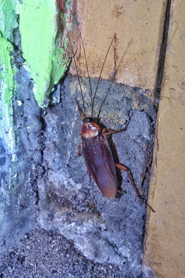 A Black Cockroach Was Crawling on the Wall Stock Photo - Image of ...