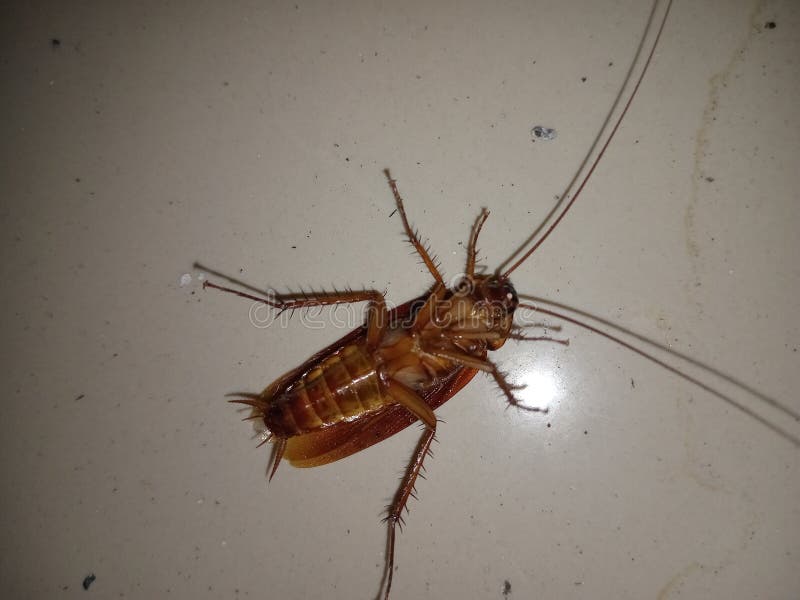 Black Cockroaches Live in Slums, Especially in Trash Cans Stock Photo ...