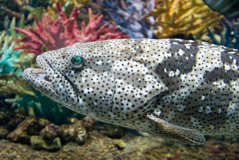 Stonebass Fish stock photo. Image of east, open, ocean - 14531654