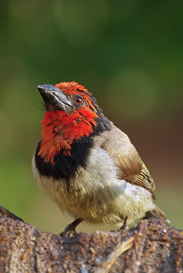 Black Collared Barbet Lybius Torquatus Stock Photo - Image of forest ...