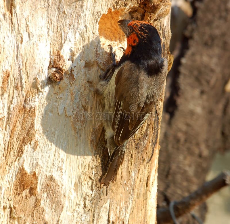 Black-collared Barbet (Lybius Torquatus) Stock Photo - Image of african ...