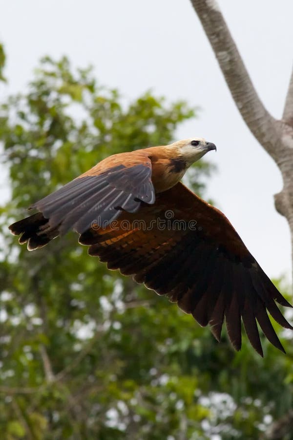 Black Collared Hawk in Flight Stock Image - Image of wildlife, prey ...