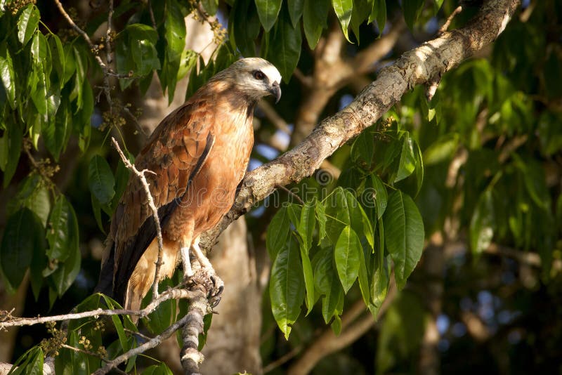 A Black Collared Hawk Intently Watching His Prey Stock Photo - Image of ...