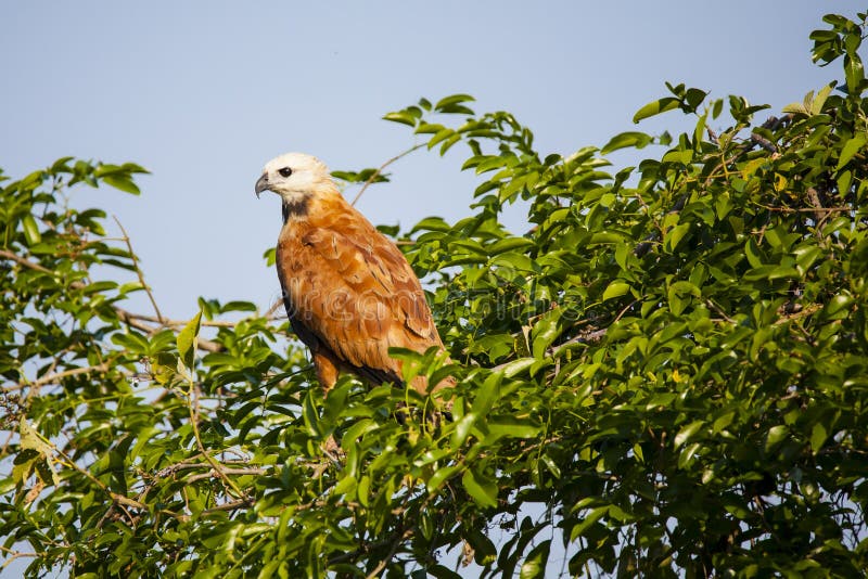 Black Collared Hawk Perched on Bushes Against Blue Sky Stock Image ...