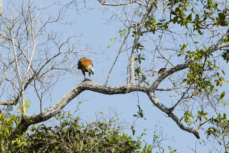 Black Collared Hawk with Prey Up in Tree Stock Photo - Image of hawk ...
