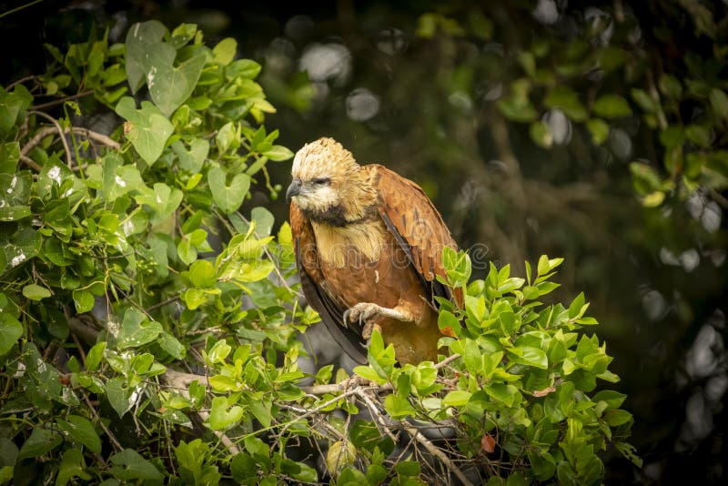 Black-collared Hawk in Tree Surrounded by Green Foliage Stock Photo ...