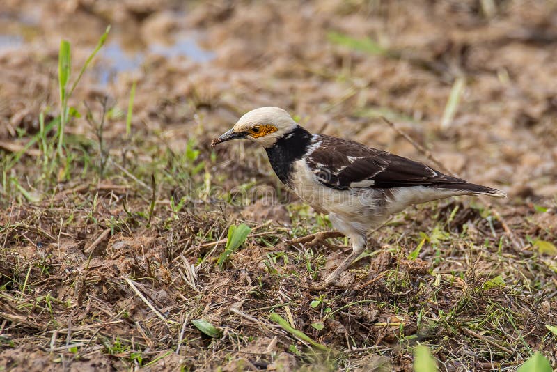 Black-collared Starling Bird Spotted on Paddy Field at Sabah, Malaysia ...
