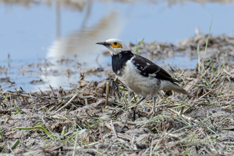 Black-collared Starling Bird Spotted on Paddy Field at Sabah, Malaysia ...
