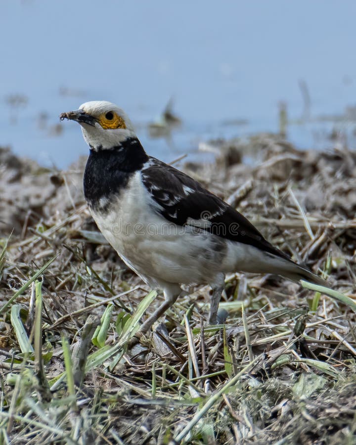 Black-collared Starling Bird Spotted on Paddy Field at Sabah, Malaysia ...