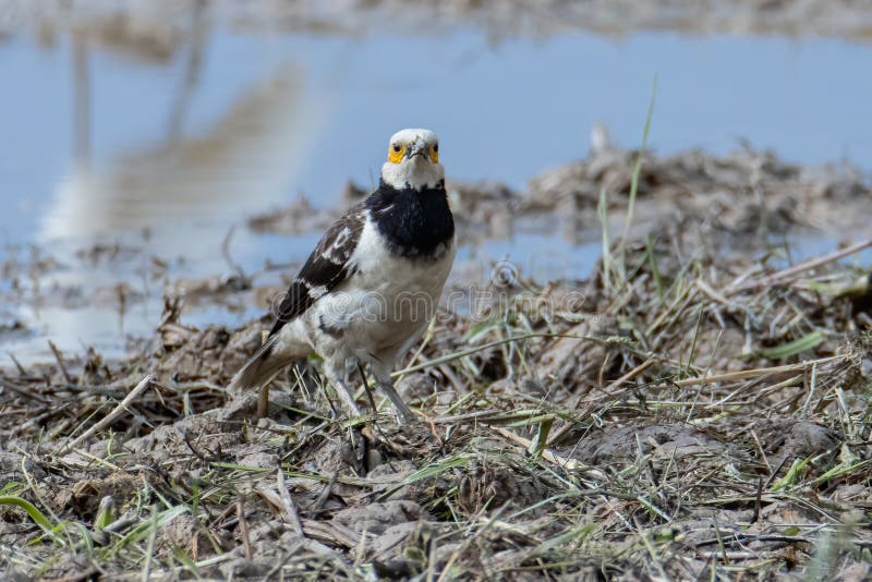 Black-collared Starling Bird Spotted on Paddy Field at Sabah, Malaysia ...