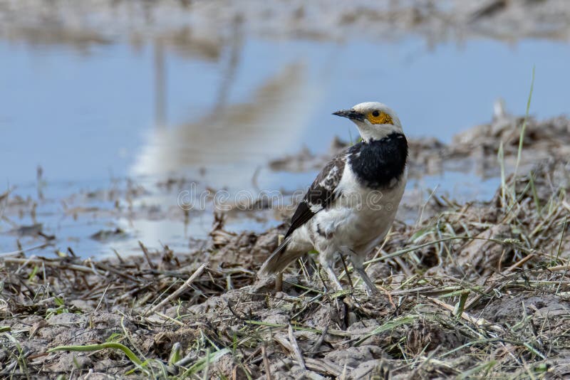 Black-collared Starling Bird Spotted on Paddy Field at Sabah, Malaysia ...