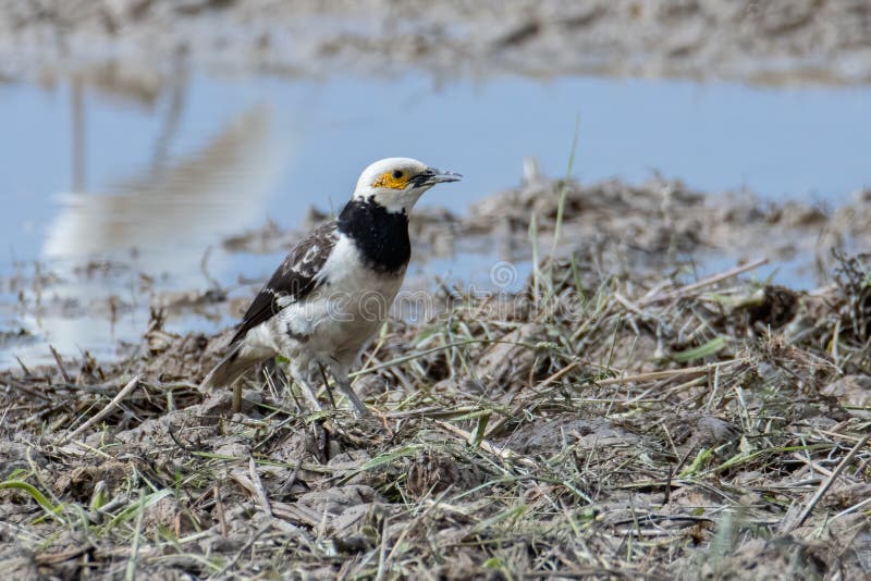 Black-collared Starling Bird Spotted on Paddy Field at Sabah, Malaysia ...