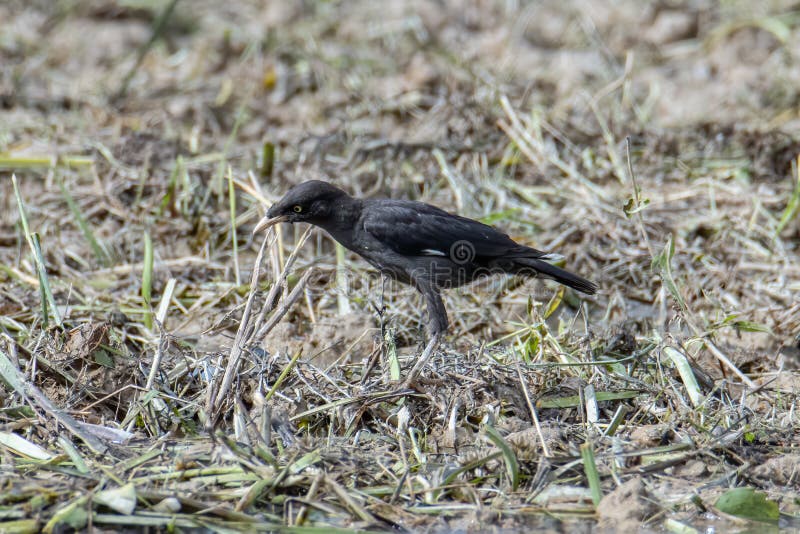 Black-collared Starling Bird Spotted on Paddy Field at Sabah, Malaysia ...