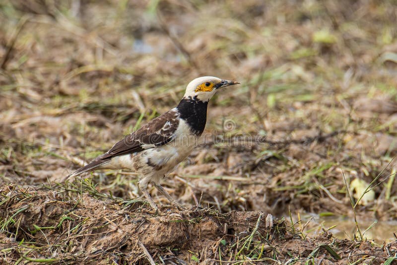 Black-collared Starling Bird Spotted on Paddy Field at Sabah, Malaysia ...