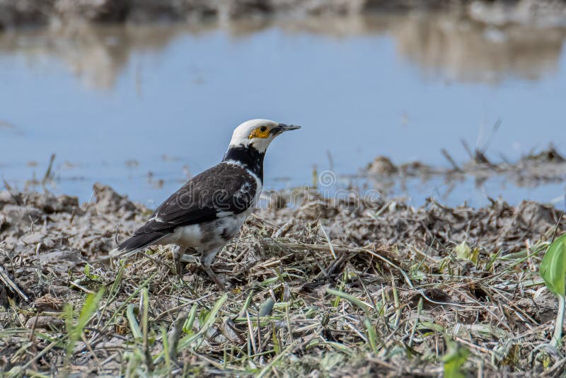 Black-collared Starling Bird Spotted on Paddy Field at Sabah, Malaysia ...