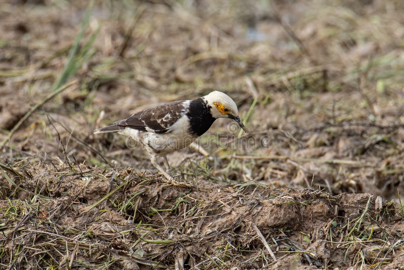 Black-collared Starling Bird Spotted on Paddy Field at Sabah, Malaysia ...